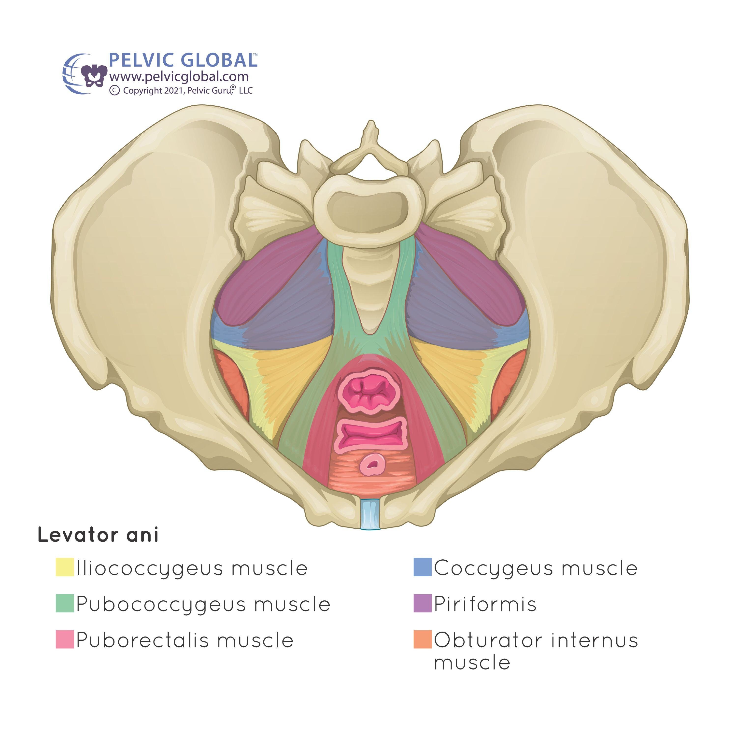 pelvic floor 101: 5 main functions